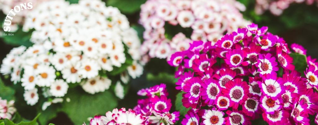 Senetti Pot Ready Plants Growing Guide