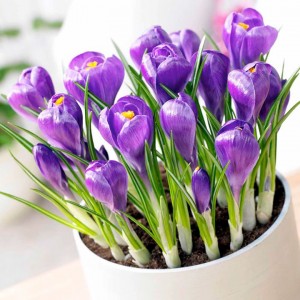indoor blue crocus bulbs - Suttons Gardening Grow How