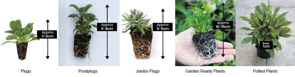 Handy Guide to Plant Size and Simple Growing Instructions - Suttons ...