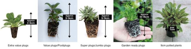 Handy guide to plant sizes and simple growing instructions - Suttons ...