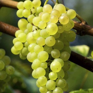 Growing Grapes - Suttons Gardening Grow How