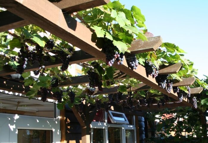 How to grow grapevines - Suttons Gardening Grow How