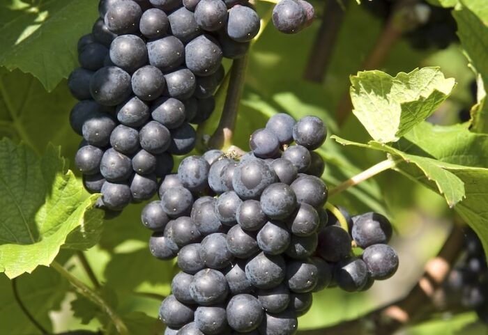 How to grow grapevines - Suttons Gardening Grow How