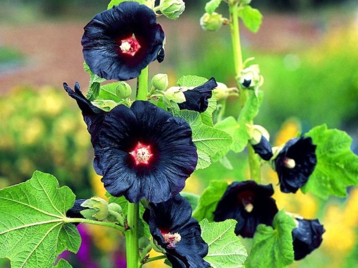 Edible flowers guide - Suttons Gardening Grow How