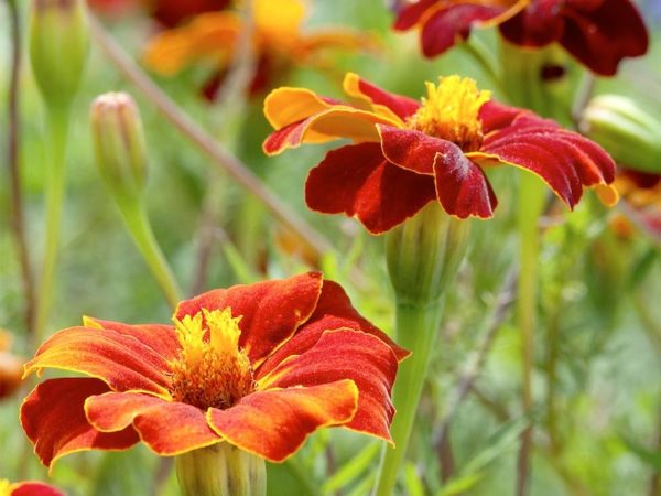 Edible flowers guide - Suttons Gardening Grow How