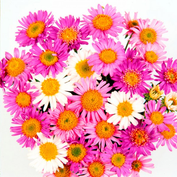 New Flowers for 2016! - Suttons Gardening Grow How