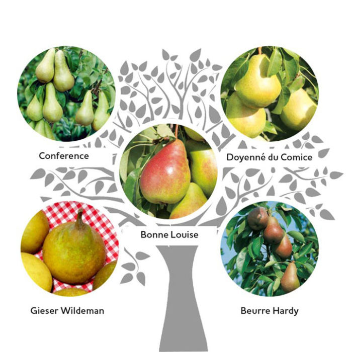 1 tree that grows 5 dessert apples - Introducing Gourmet Fruit Trees ...