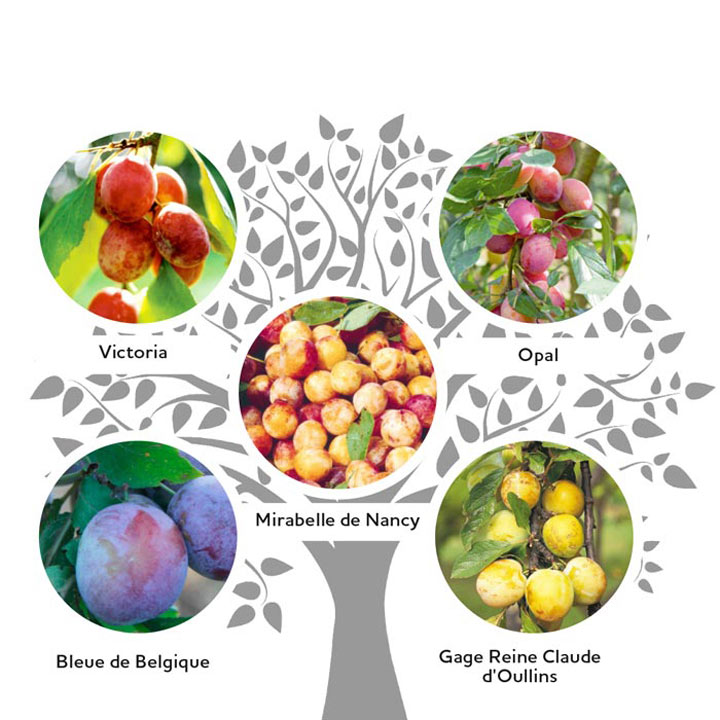 1 tree that grows 5 dessert apples - Introducing Gourmet Fruit Trees ...