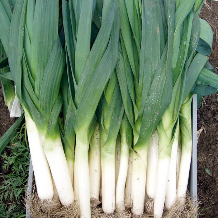 Welcome Back Seeds - Suttons Gardening Grow How