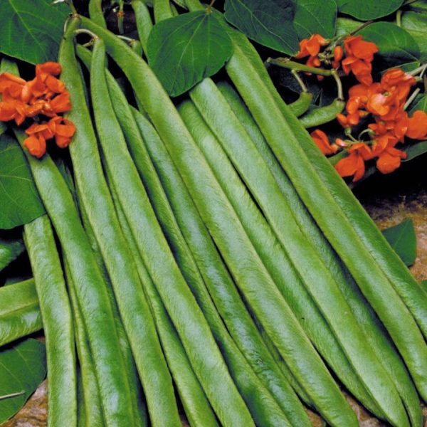 Welcome Back Seeds - Suttons Gardening Grow How