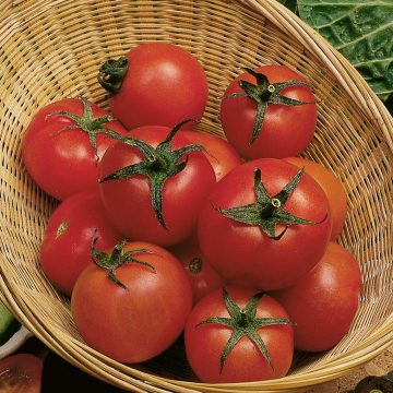 Welcome Back Seeds - Suttons Gardening Grow How