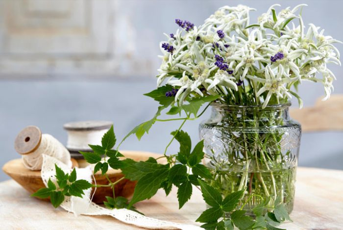 The Magic of Edelweiss - Suttons Gardening Grow How