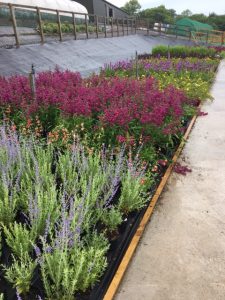 Suttons Plant Nursery - Suttons Gardening Grow How