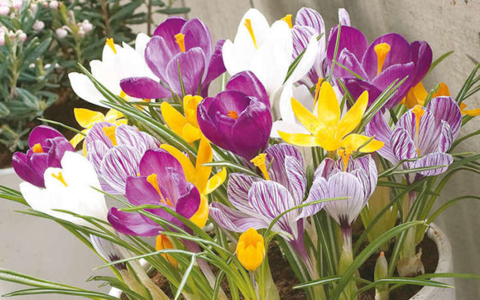 How to grow spring-flowering bulbs