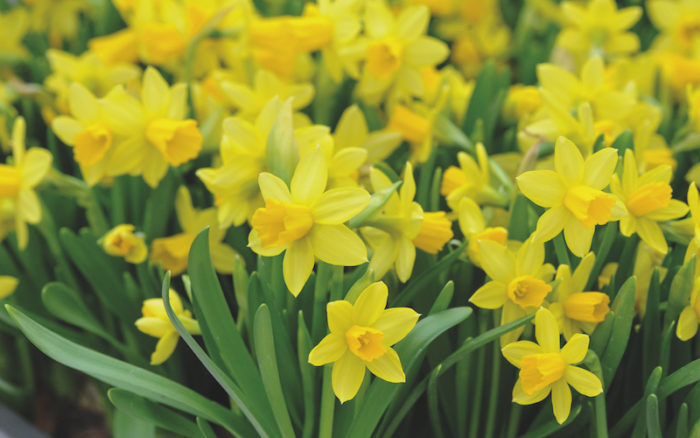How to Force Flowering Bulbs Indoors