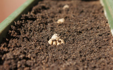 How to grow ranunculus - Suttons Gardening Grow How