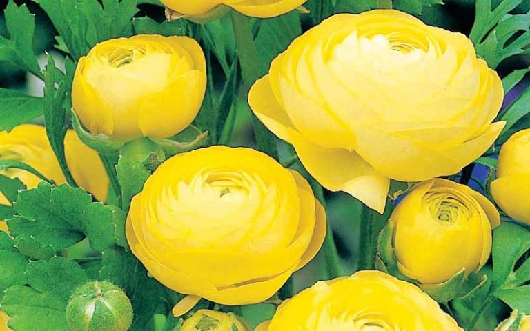 How to grow ranunculus - Suttons Gardening Grow How