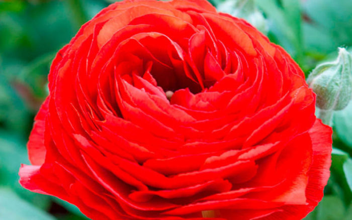How to grow ranunculus - Suttons Gardening Grow How