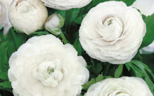 How to grow ranunculus - Suttons Gardening Grow How