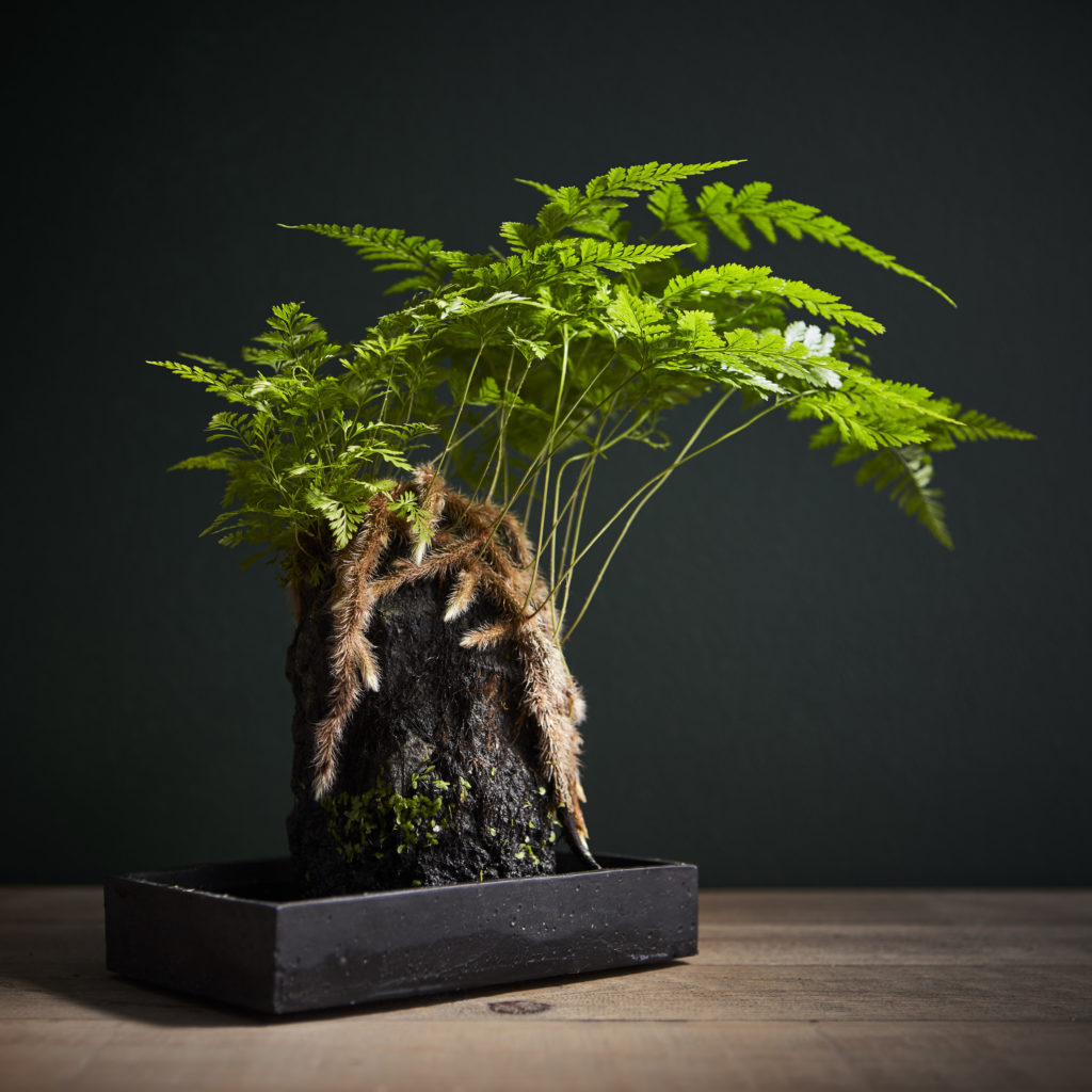 265309g lava - Suttons Gardening Grow How