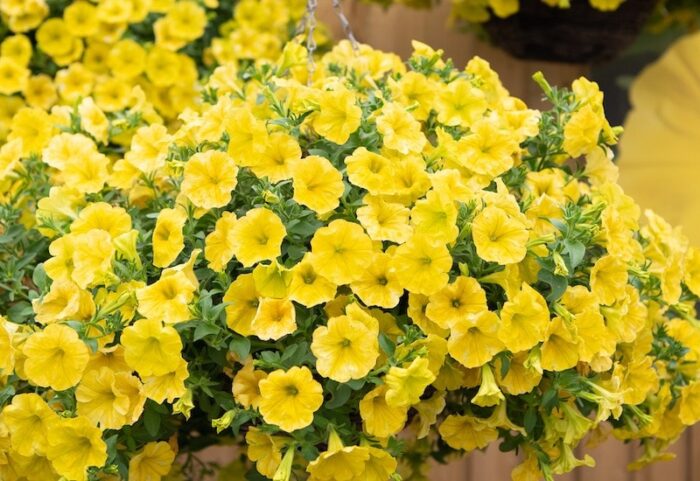 Why buy plug plants? - Suttons Gardening Grow How