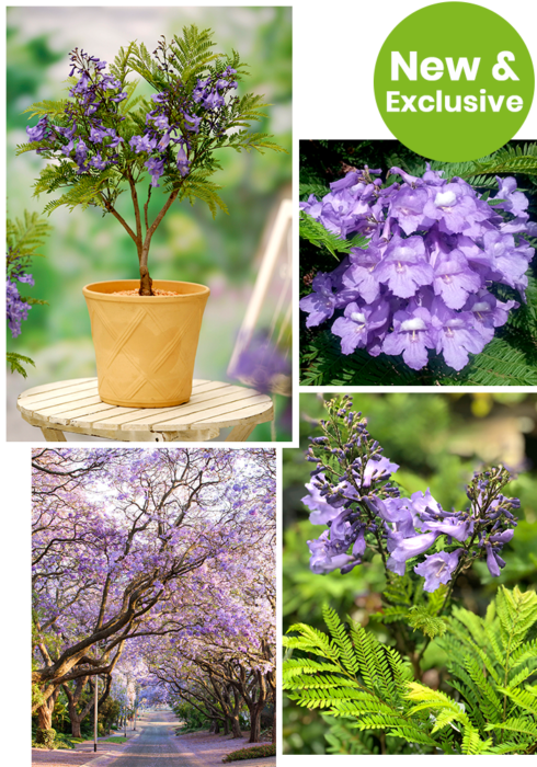 RHS Chelsea Plant of the Year Award - Suttons Gardening Grow How