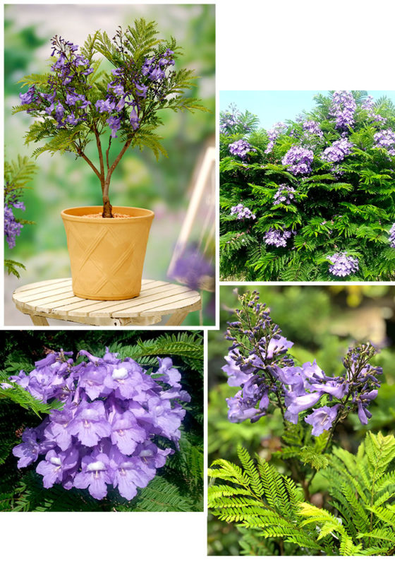 Chelsea Flower Show Guide - RHS Chelsea 2020 | Suttons Hub