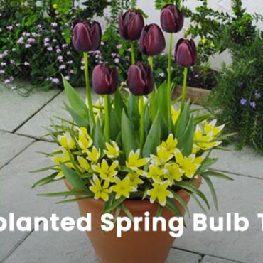 Get the best from your Sedum Atlantis - Suttons Gardening Grow How