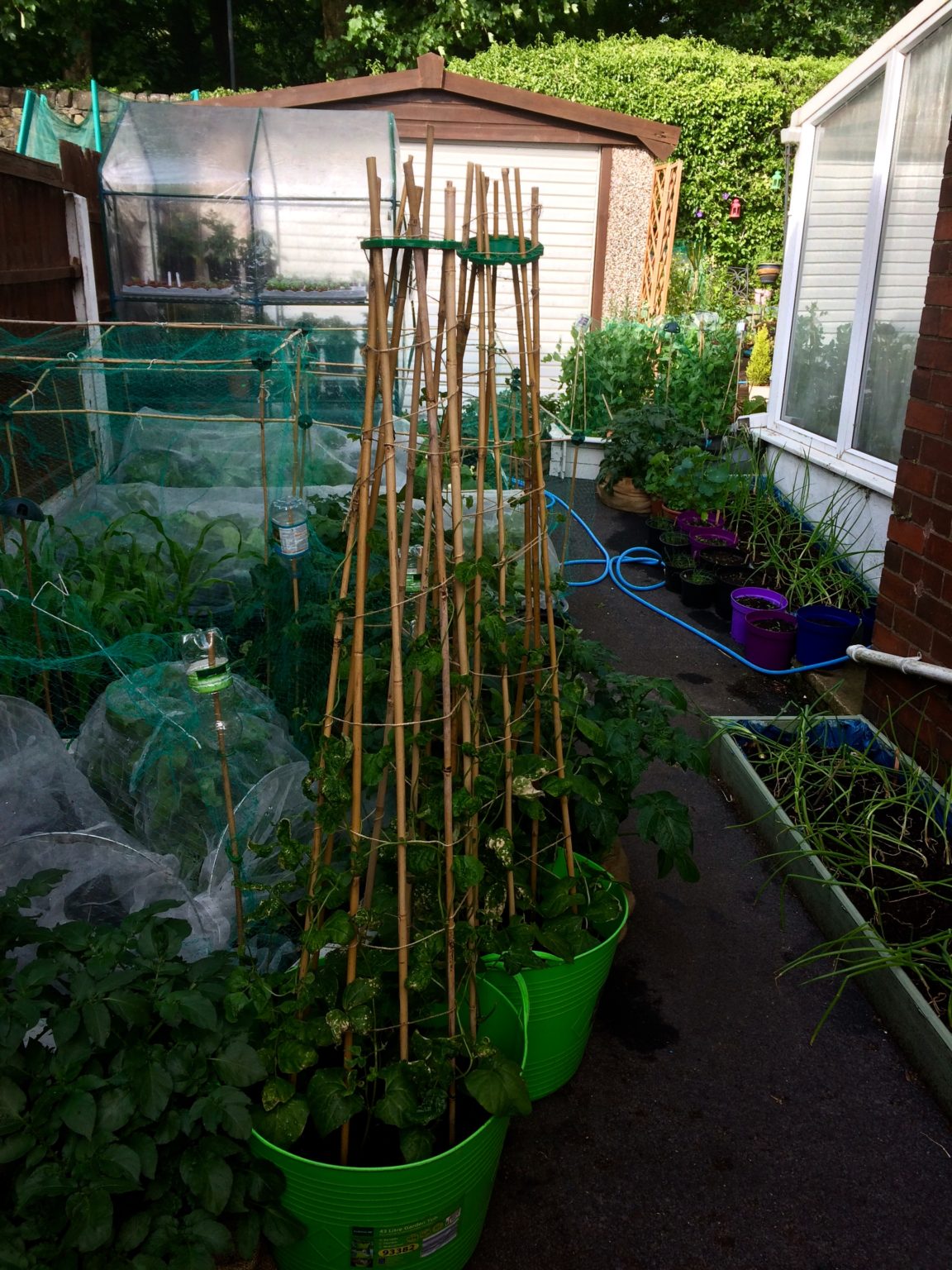 The Great British Grow Off - Entries and Winners! - Suttons Gardening ...