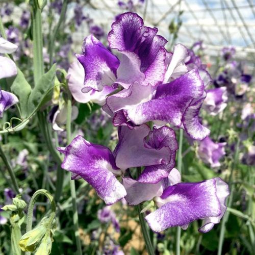 Sweet Peas - 10 Reasons We Love Them | Suttons Hub