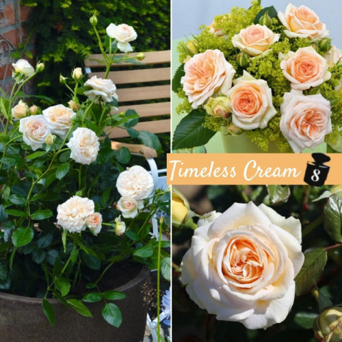 A Timeless Collection For The Home Florist | Suttons Hub