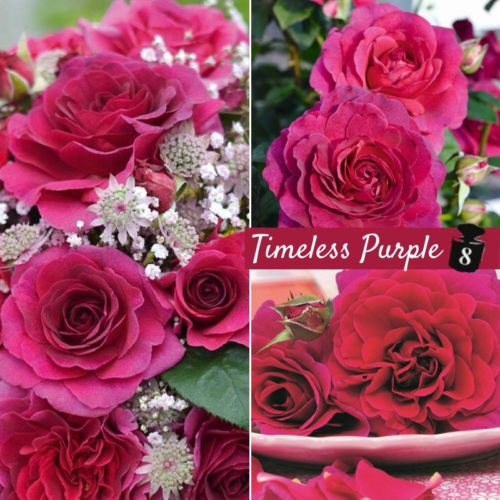 A Timeless Collection For The Home Florist | Suttons Hub