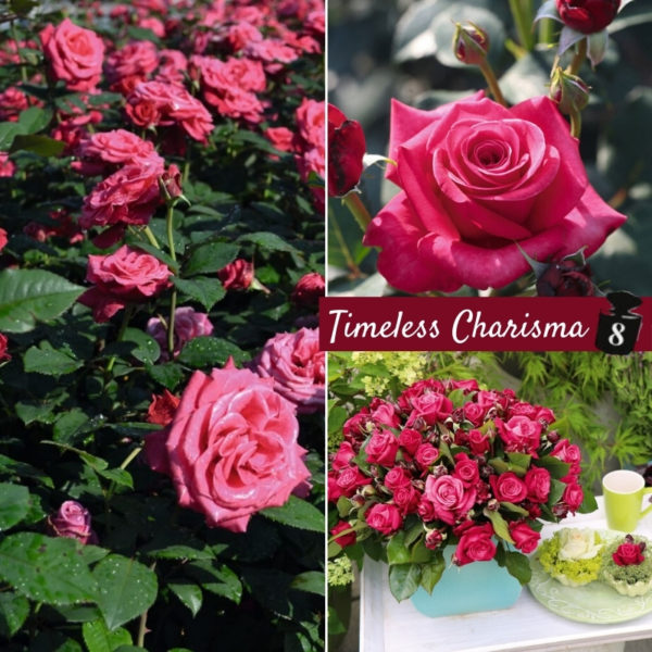 A Timeless Collection For The Home Florist | Suttons Hub