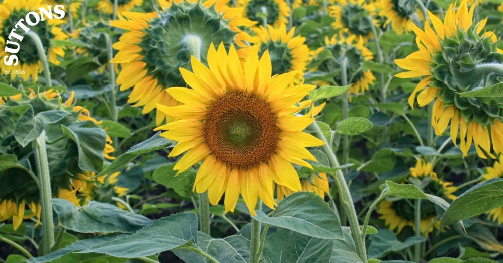 East Meets West in the Sunflower's Golden History By Susie Hall ...