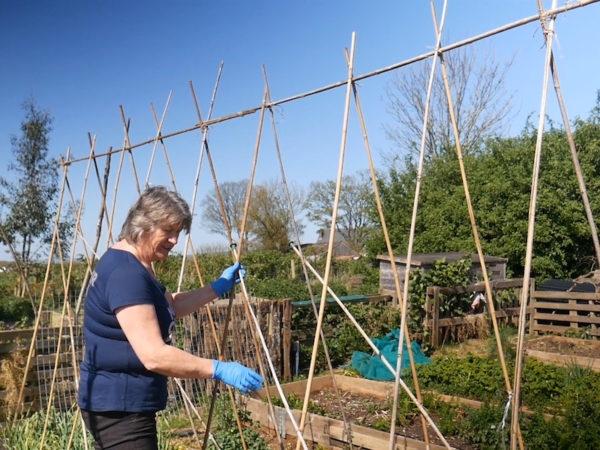 Best expert advice on growing beans - Suttons Gardening Grow How