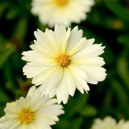 Easy Flower Plants to Grow for Beginners - Suttons Gardening Grow How