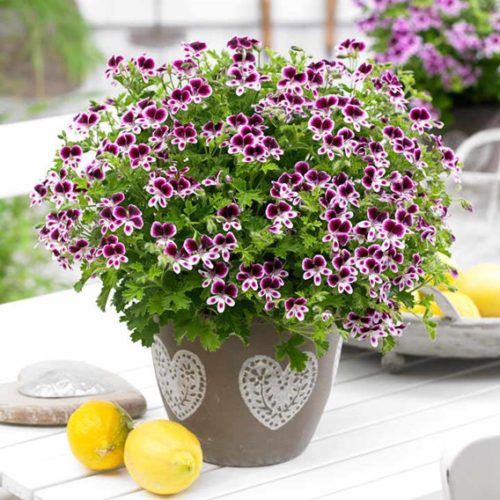 Easy Flower Plants to Grow for Beginners - Suttons Gardening Grow How