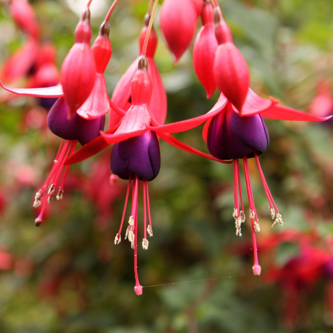 Easy Flower Plants to Grow for Beginners - Suttons Gardening Grow How