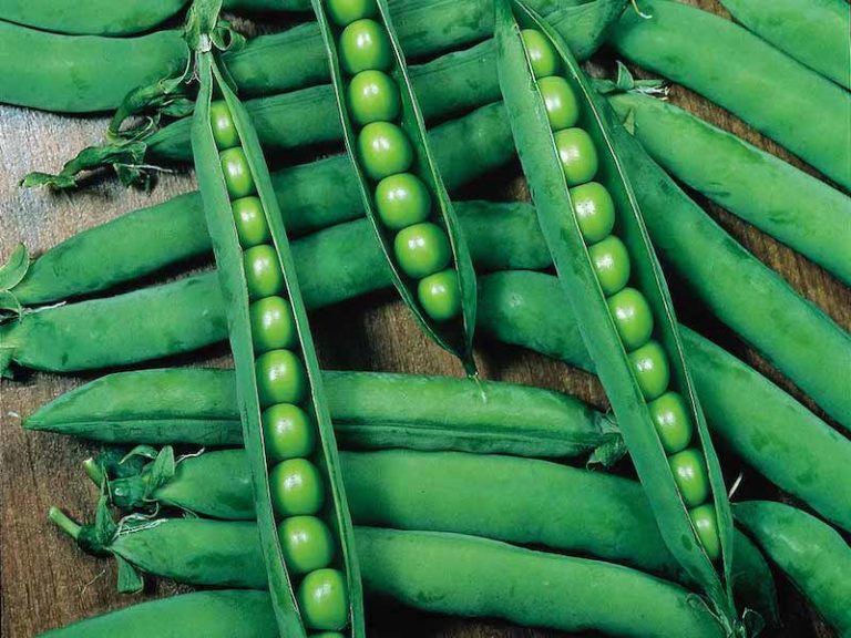 Best expert advice on growing peas - Suttons Gardening Grow How