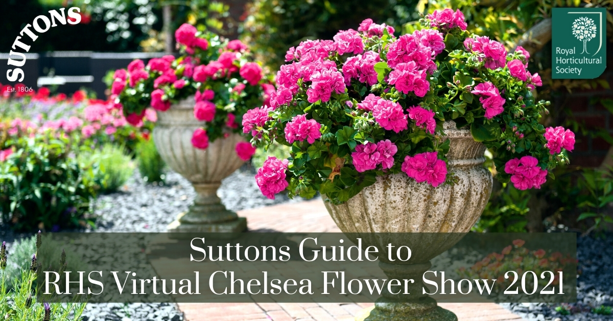 Suttons Guide to RHS Virtual Chelsea Flower Show 2021 - Suttons ...