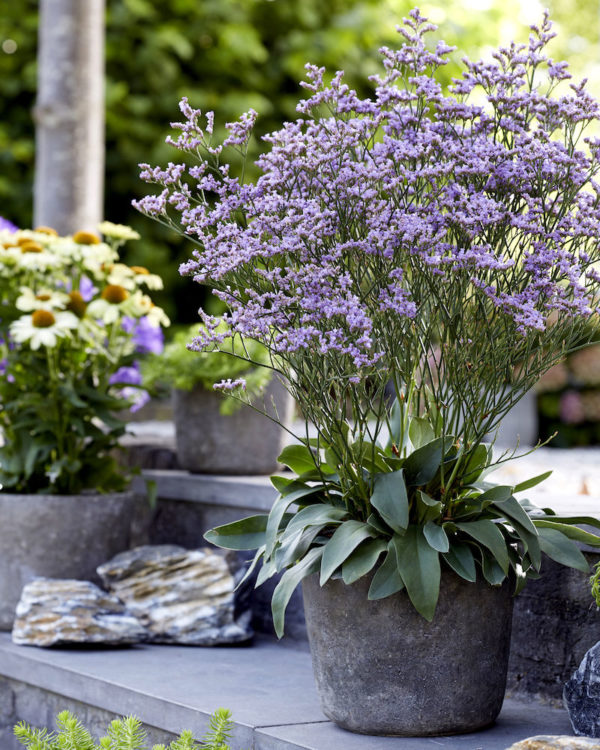 Limonium - Suttons Gardening Grow How