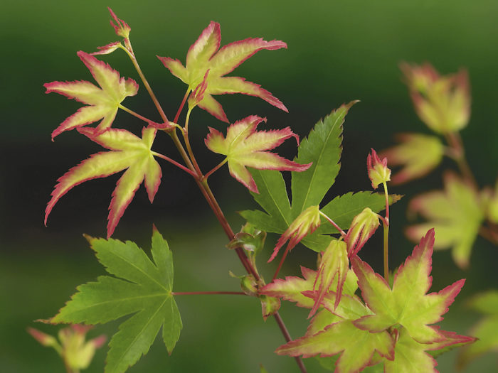 Best expert advice on growing acers - Suttons Gardening Grow How