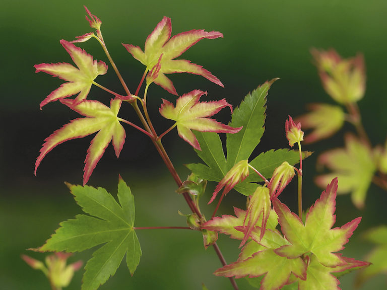 Best expert advice on growing acers - Suttons Gardening Grow How