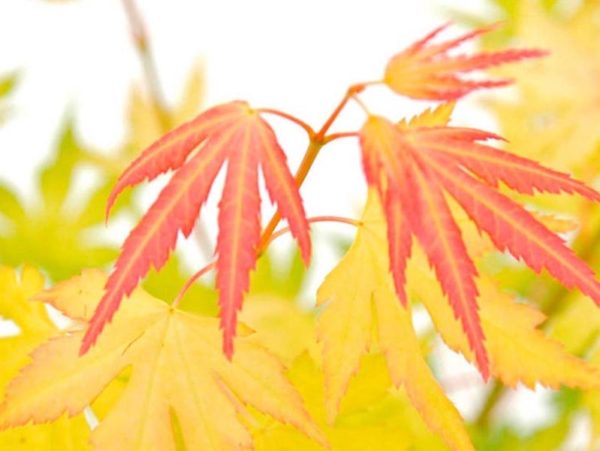 Best expert advice on growing acers - Suttons Gardening Grow How
