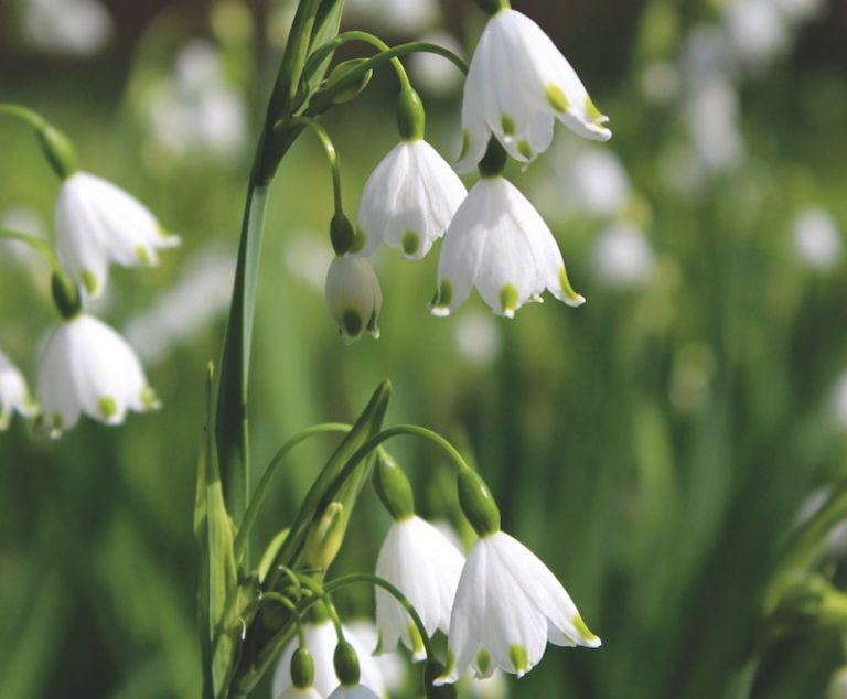 How to naturalise bulbs - Suttons Gardening Grow How