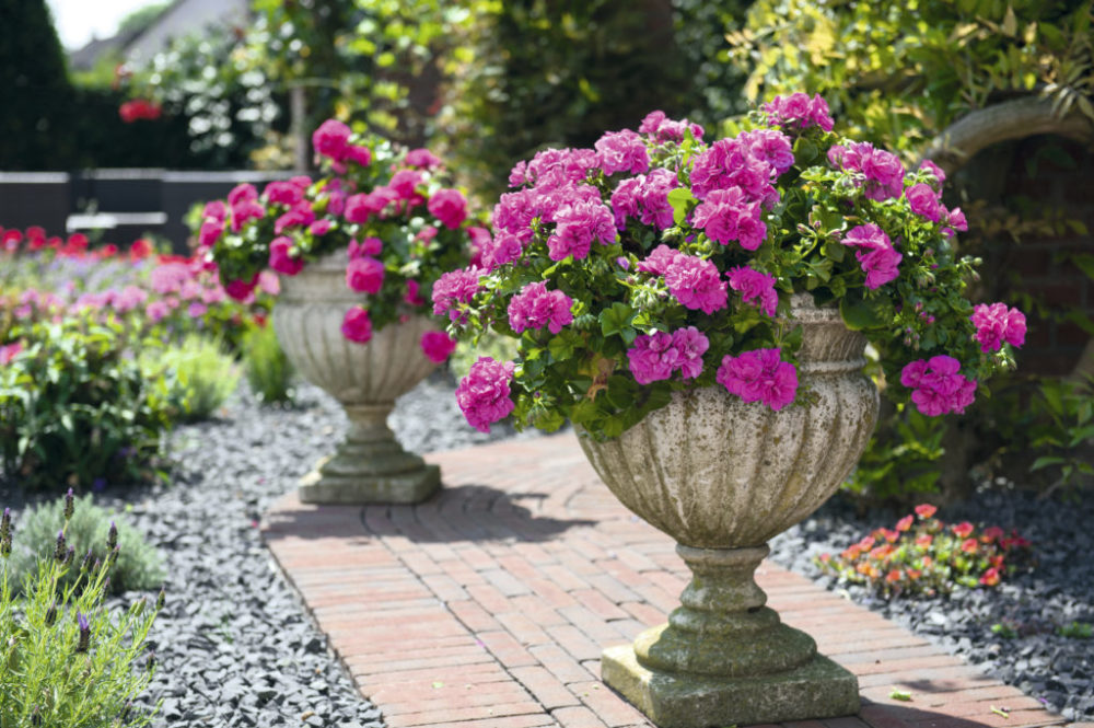 Must Have Bedding Plants - Fill your beds & borders with colour.