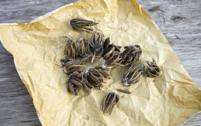 How to grow ranunculus - Suttons Gardening Grow How