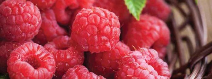 raspberry-ruby-beauty - Suttons Gardening Grow How