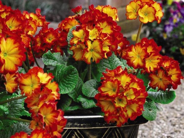 How to create wonderful winter hanging baskets - Suttons Gardening Grow How