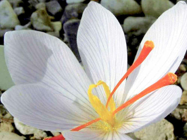 How to grow saffron crocus - Suttons Gardening Grow How
